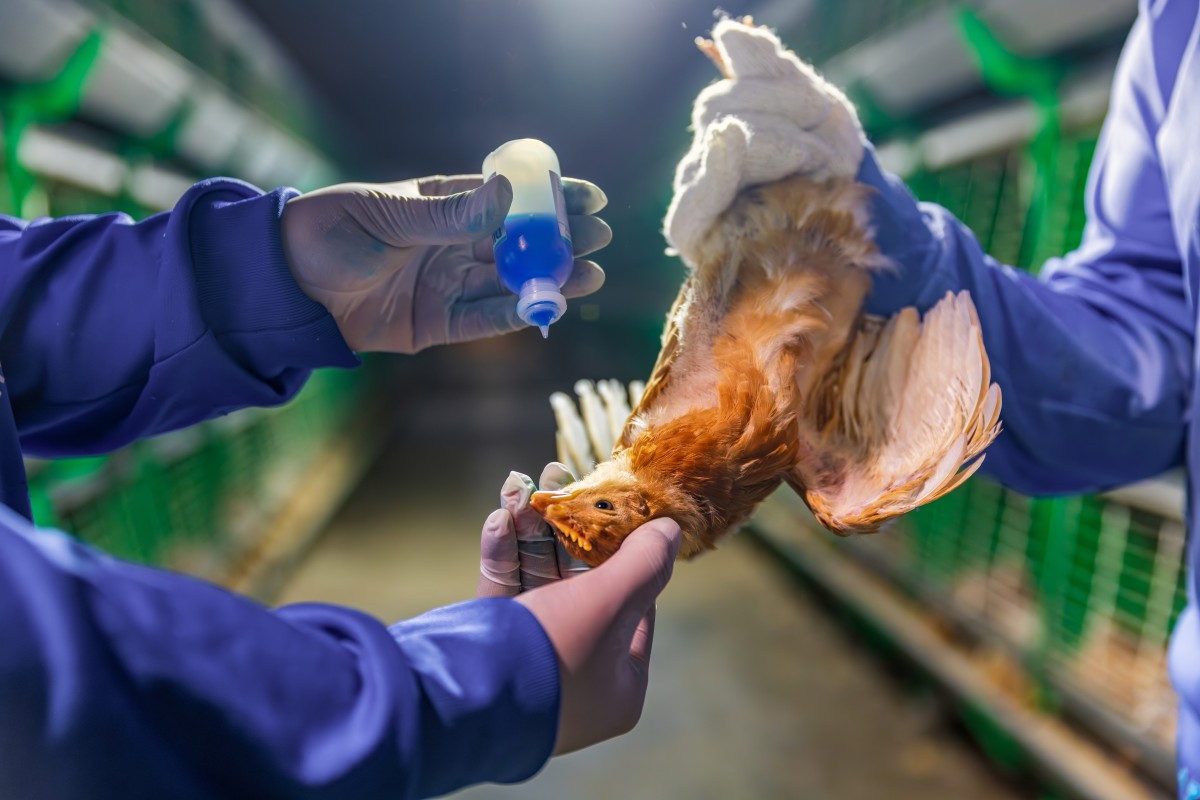 Soy Excellence Center – Poultry Biosecurity